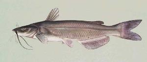 Harvesting the River: Harvesting: : Fish Species -- Illinois State Museum