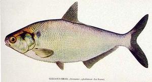 Harvesting the River: Harvesting: : Gizzard Shad -- Illinois State Museum