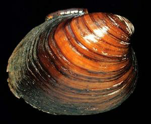 Seashell In The Illinois River