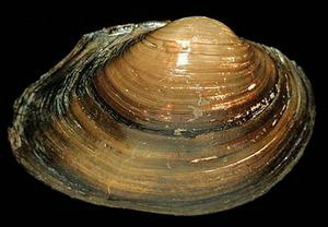 Giant Mussel