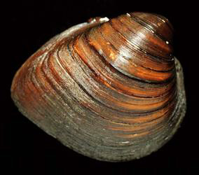 Seashell In The Illinois River