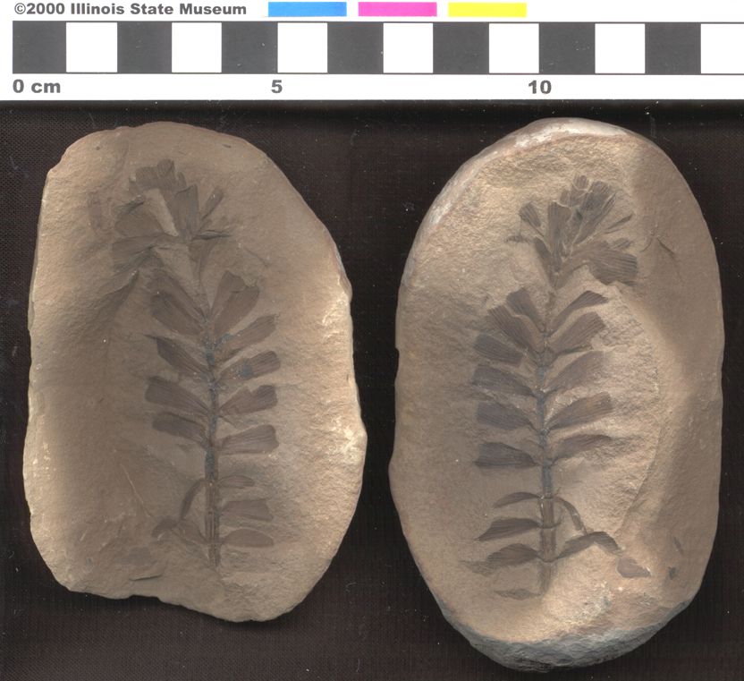 Sphenophyllum (Sp?) - Fossil ID - The Fossil Forum