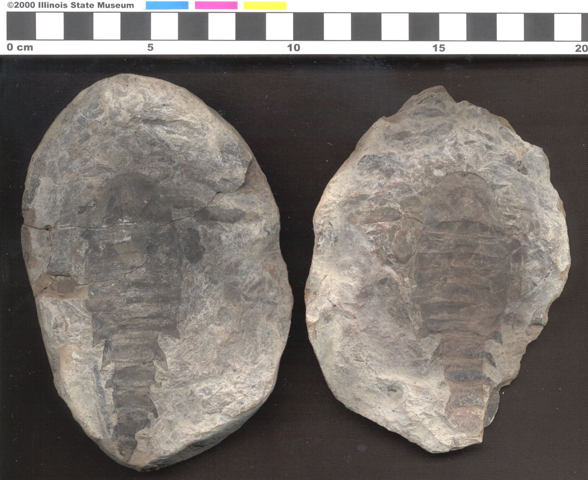 Pennsylvanian Arthropod? - Fossil ID - The Fossil Forum