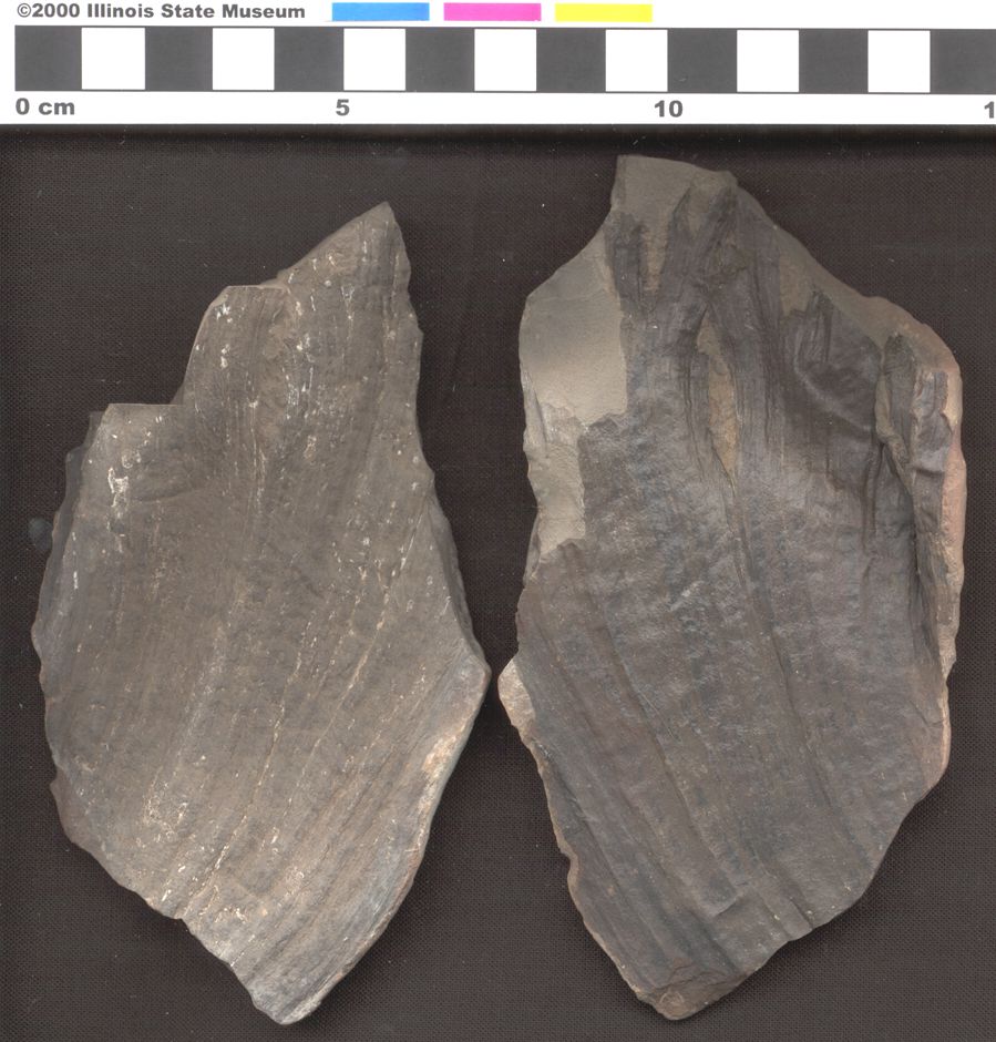 Stringy/fibrous Pennsylvanian Fossil = Algae?, Coral? - Fossil ID - The ...