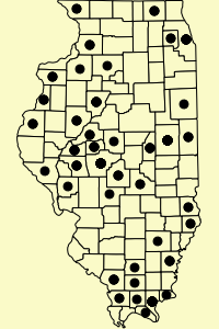 Odonata Database: Libellula (Plathemis) lydia, Montgomery Co ...